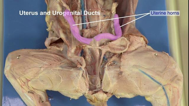 Cat Reproductive System 