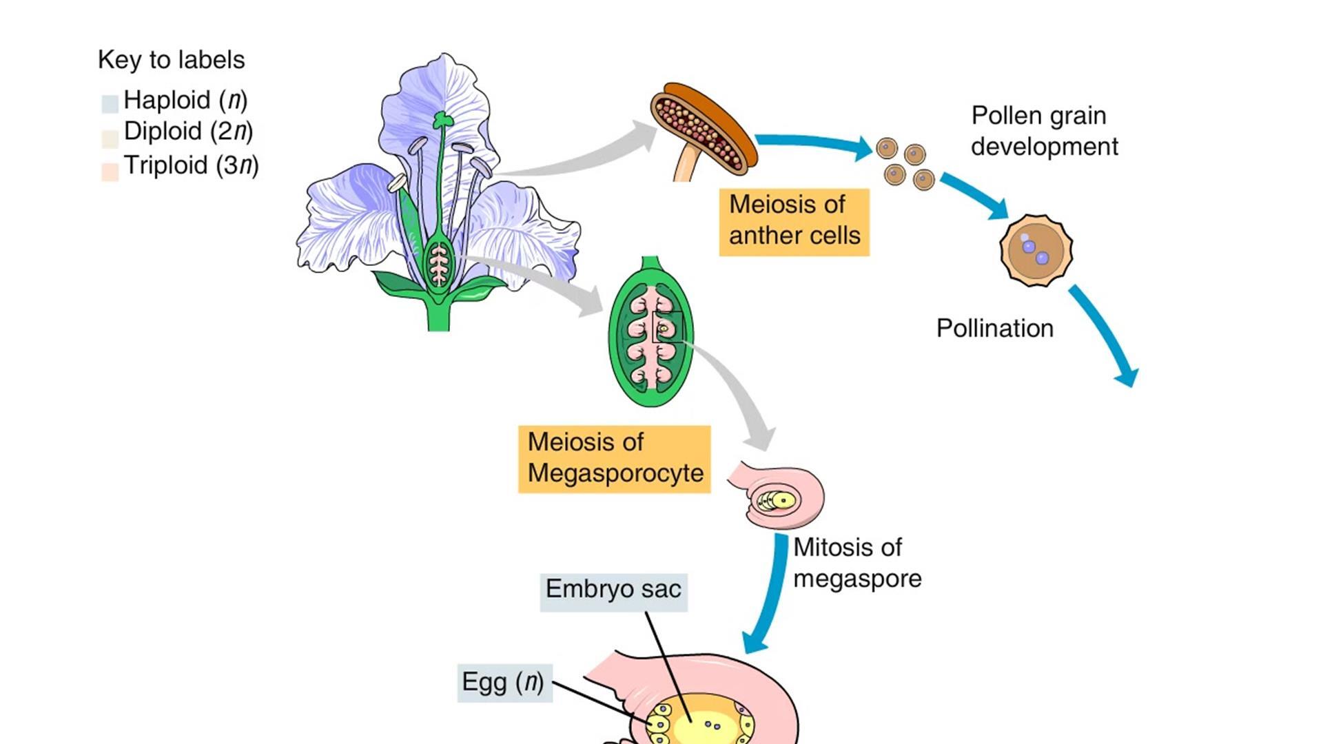 Mastering Bio Angiosperm Life Cycle Diagram Quizlet - vrogue.co Mastering Bio Angiosperm Life Cycle Diagram Quizlet - vrogue.co