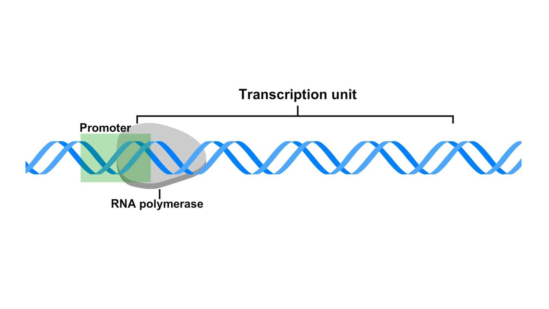 Transcription Unit