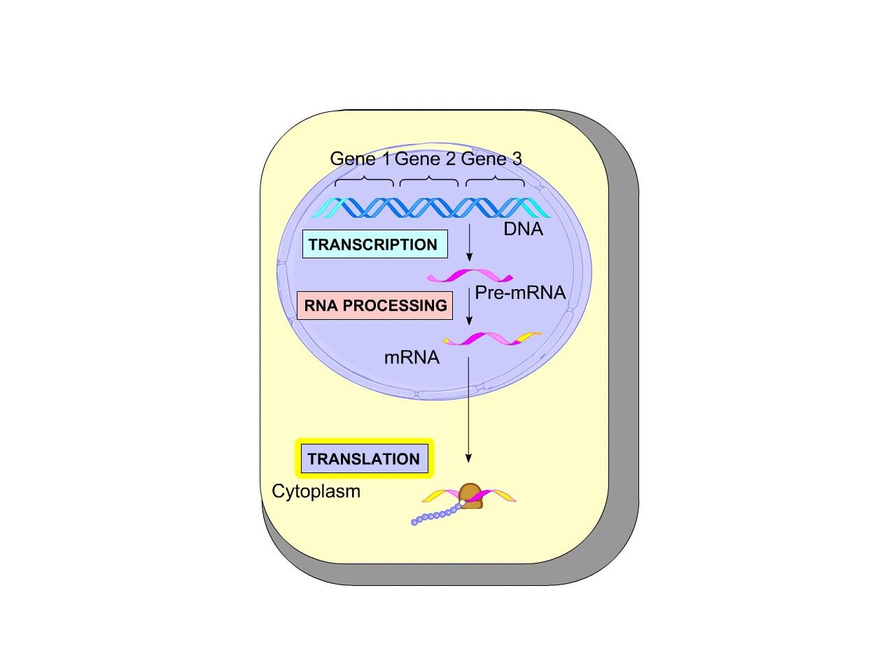 Transcription And Translation Animation