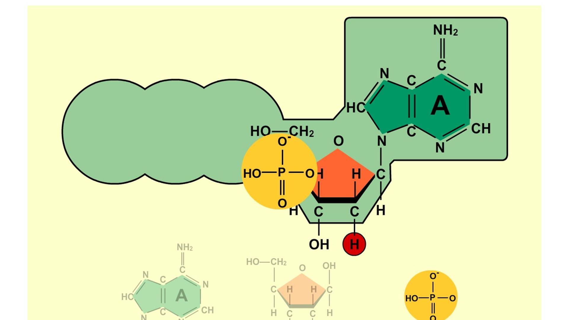 Atp Structure