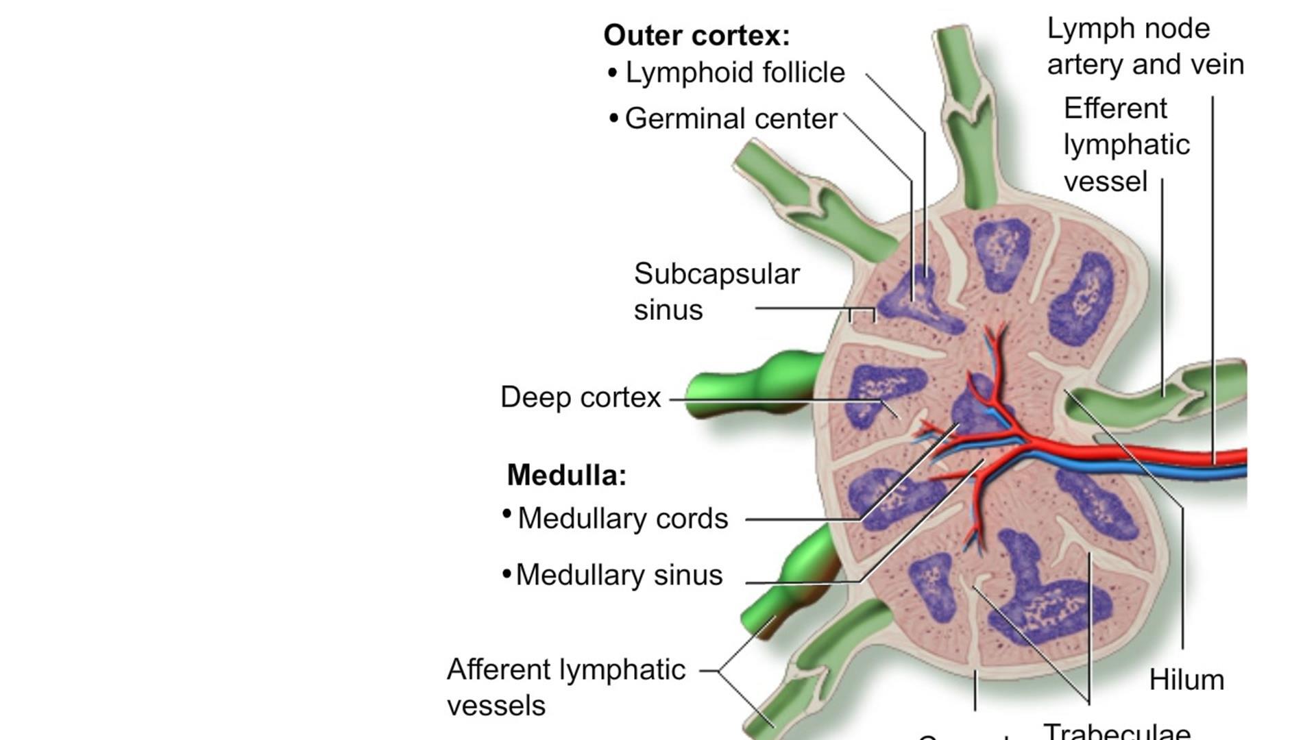 Lymph Node Anatomy Diagram - vrogue.co Lymph Node Anatomy Diagram - vrogue.co